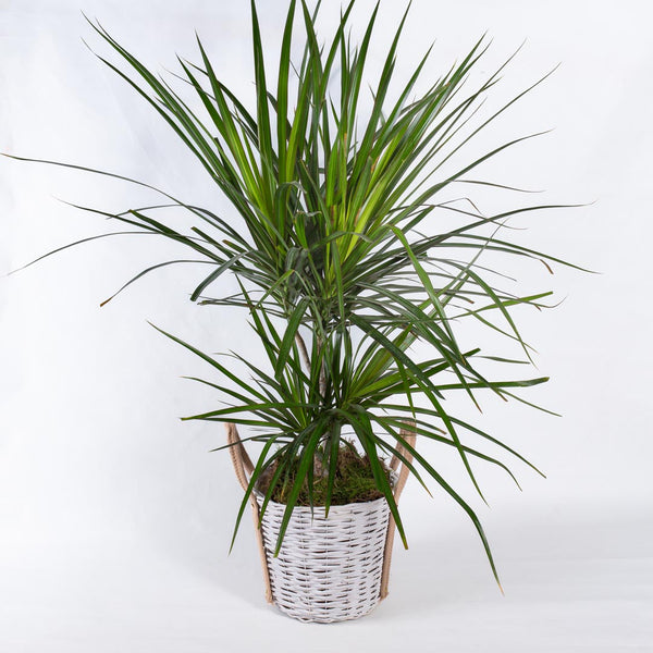 Drakena Plant in Basket – fitorioathina